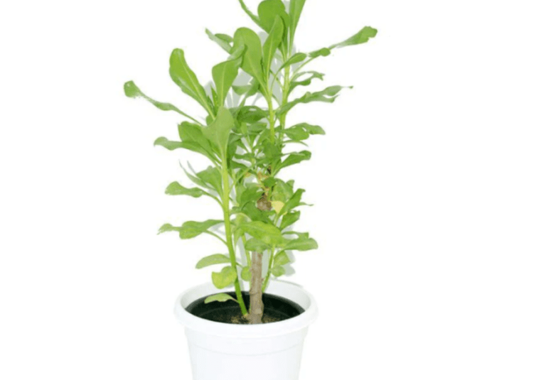 Scaevola Plant: Care Tips and Growing Guide for Stunning Flowers