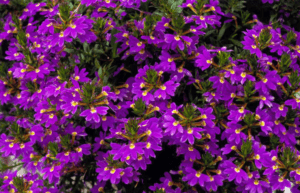 Scaevola Plant: Care Tips and Growing Guide for Stunning Flowers
