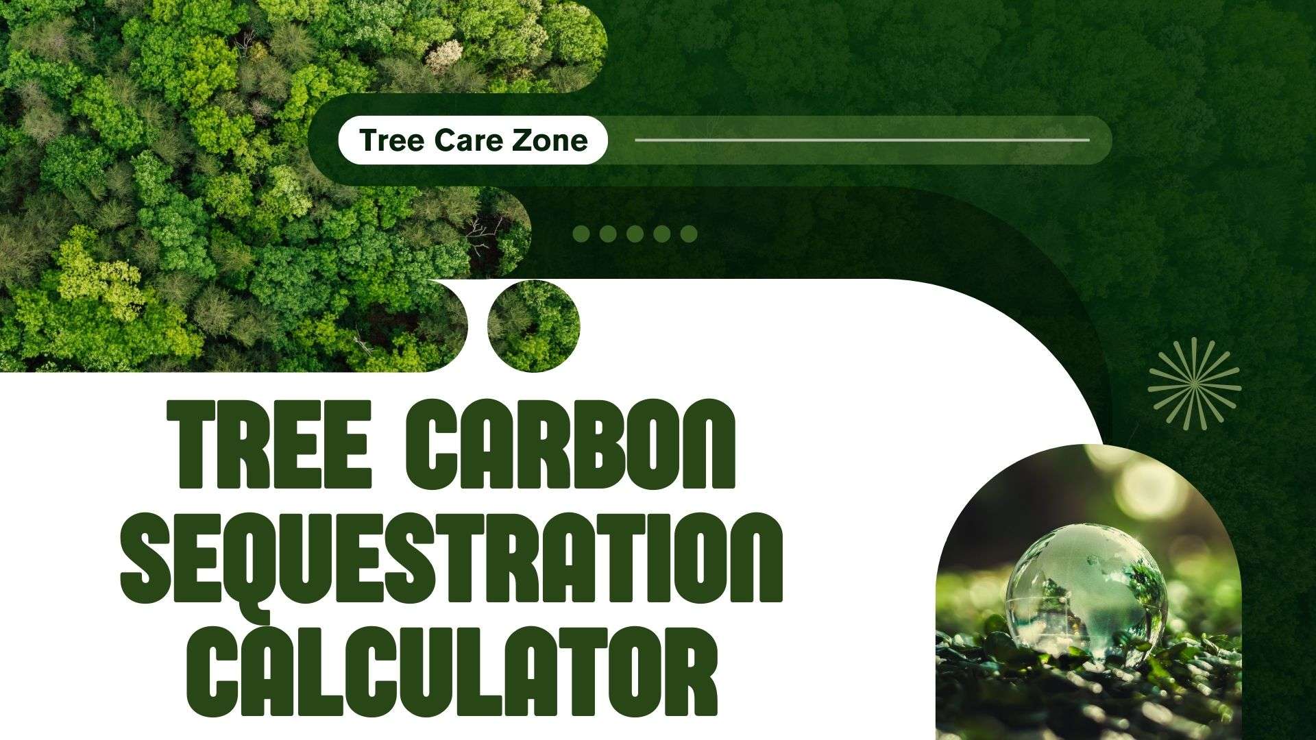 Tree Carbon Sequestration Calculator: Estimate CO2 Impact