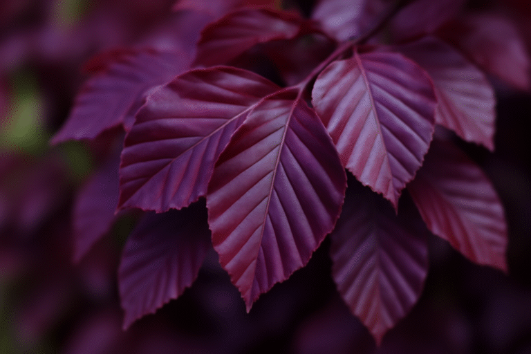 Purple Fountain Beech Tree: Care, Pruning, and Growing Tips