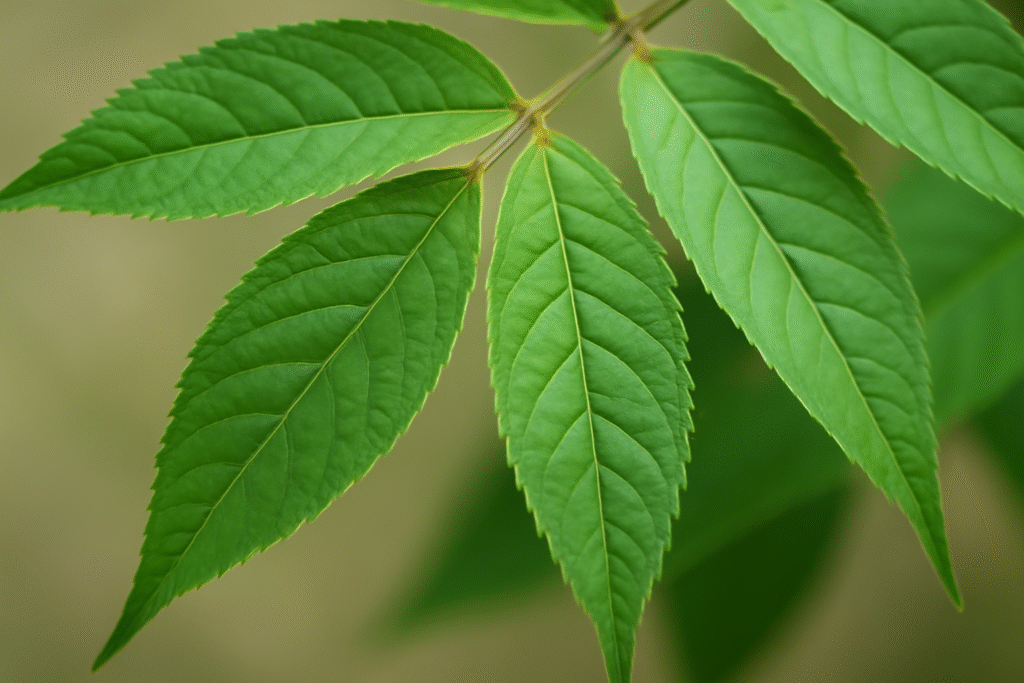 Hickory Tree Leaves Identification: A Complete Guide