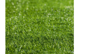 Top 10 Best Zoysia Grass Seed for Lush Lawns in 2025