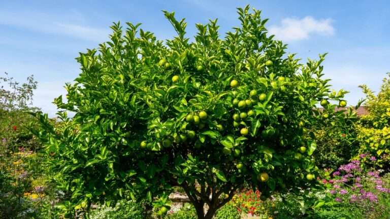Grow a Thriving Bush Lime Tree: Care Tips & Harvest Guide