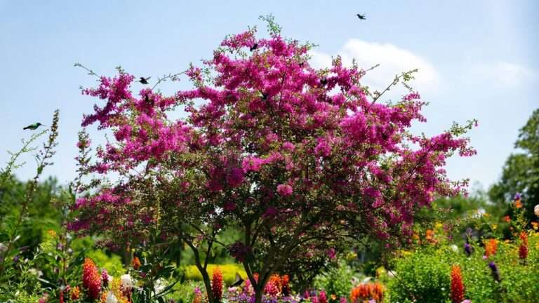 Grow a Stunning Hummingbird Tree: Care Tips & Guide