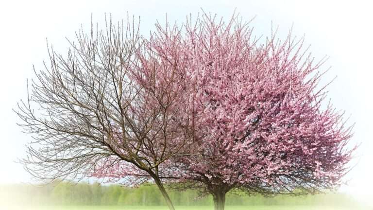 When to Trim Cherry Trees: Best Timing Tips
