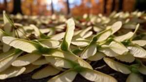 Grow Sugar Maple Tree Seeds: Step-by-Step Guide