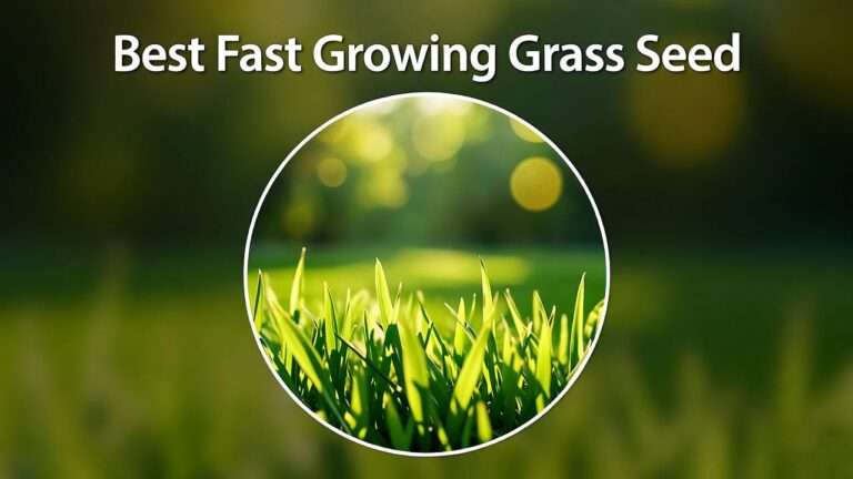 Best 10 Best Fast Growing Grass Seed 2025 Picks