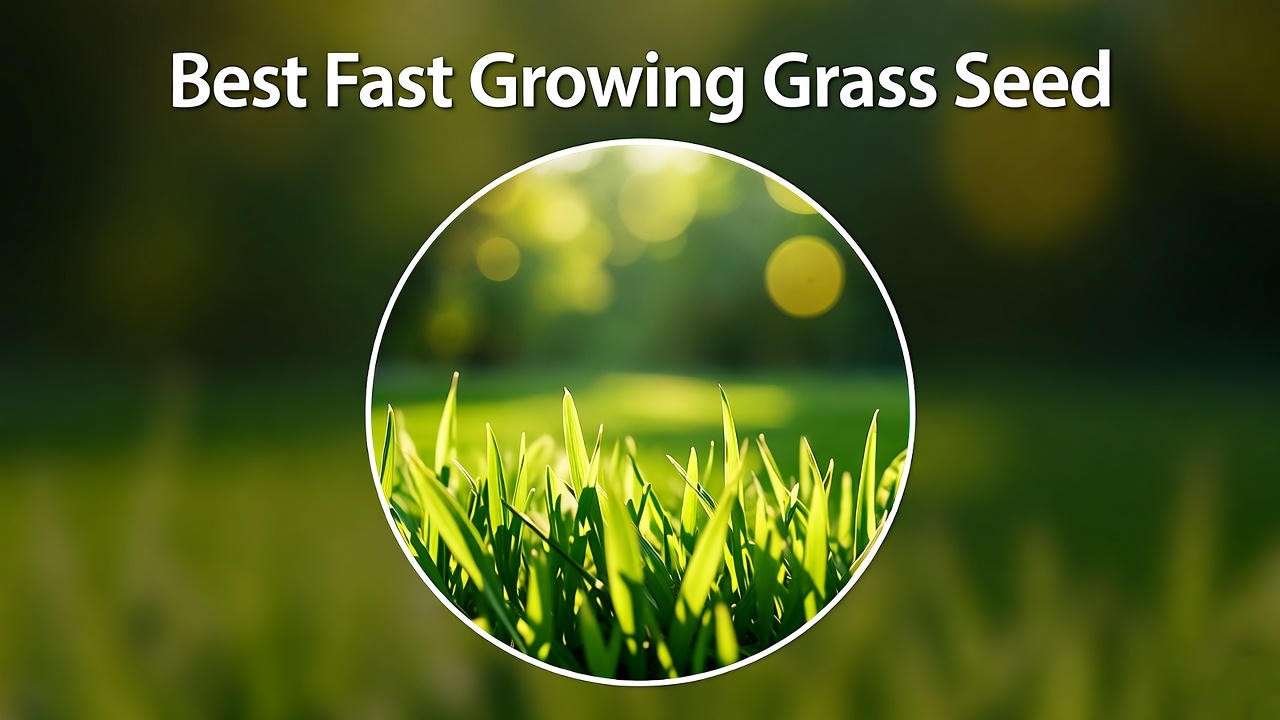 Best 10 Best Fast Growing Grass Seed 2025 Picks