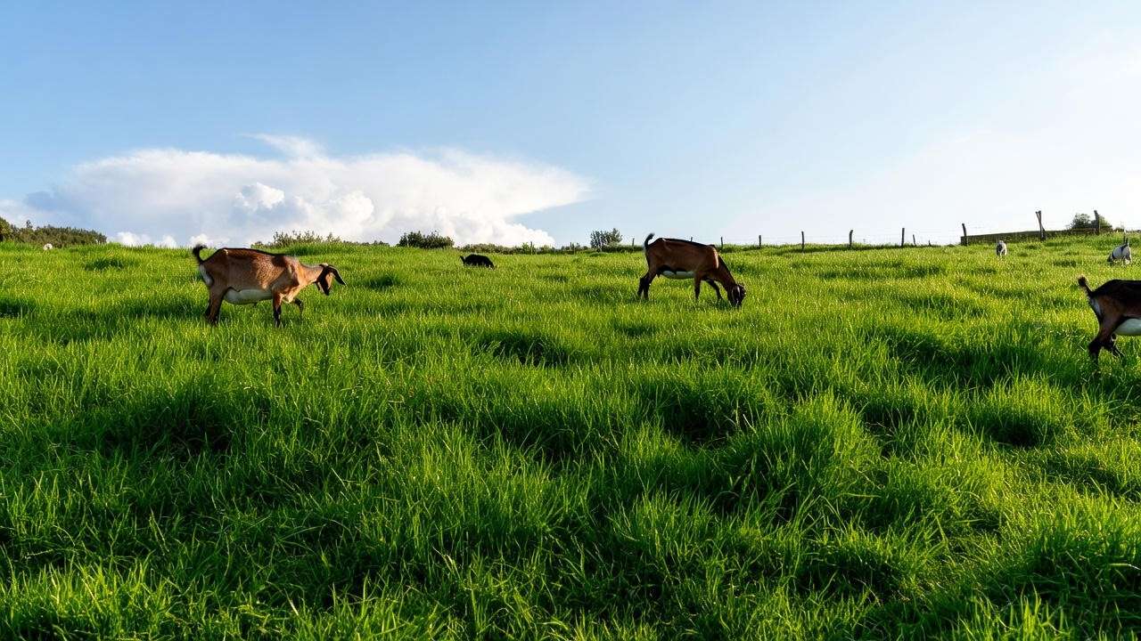 Top 10 Best Grass seeds for Goats in 2025: Expert Picks