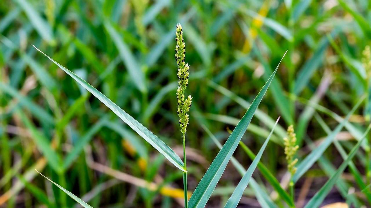 Top 10 Best Herbicide to Kill Johnson Grass in 2025