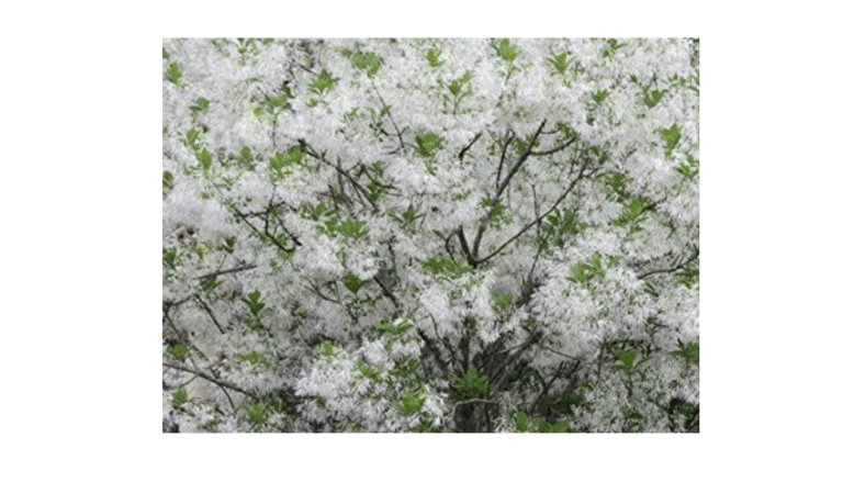 Top 10 Best Smelling Trees for a Fragrant Yard in 2025