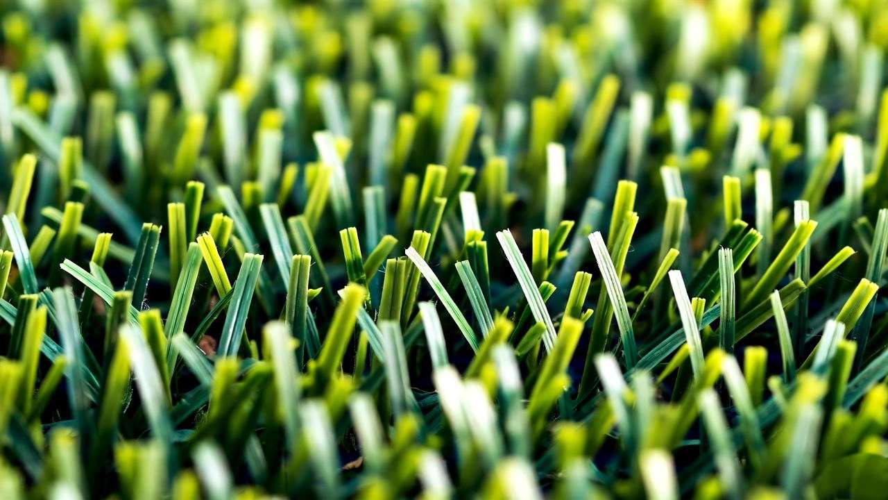 Best Artificial Grass for Pets: Top 10 in 2025