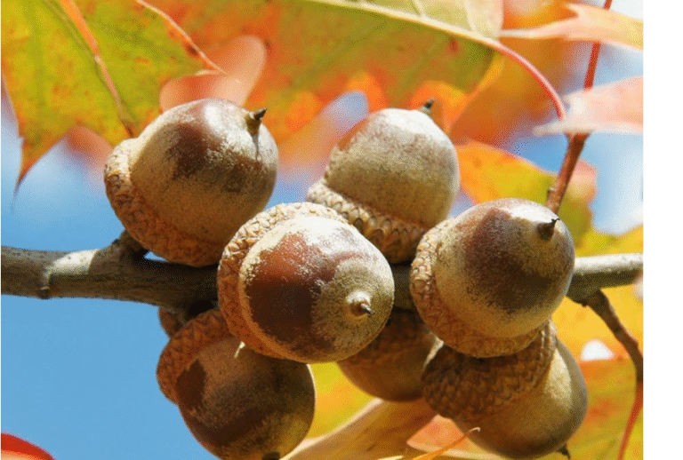 Best Trees for Sandy Soil: Top 10 2025 Picks