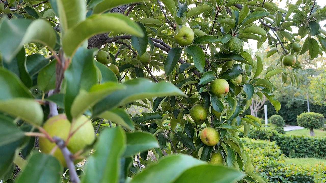 Top 10 Tips to Grow a Thriving Green Fruit Tree