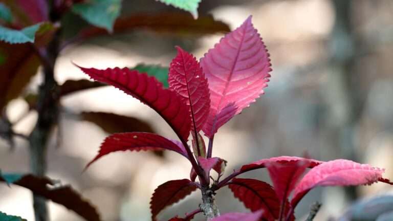 7 Expert Tips for Red Dragon Plant Care to Thrive