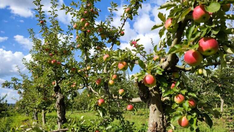 Grow Thriving Grafted Apple Trees: Expert Tips & Yields