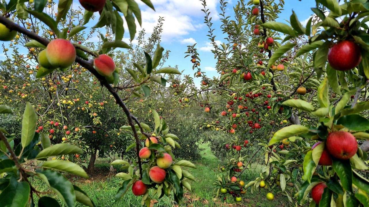 Top 10 Self-Pollinating Fruit Trees for Easy Harvests