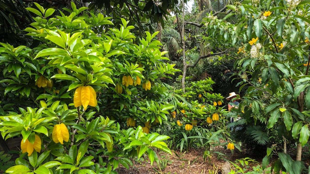 Grow Star Fruit Plants: 7 Tips for Vibrant Trees