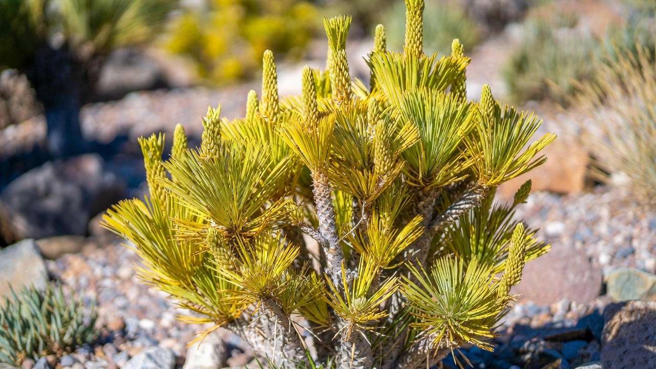 Yellow Yucca Plant Care: 7 Expert Tips to Thrive