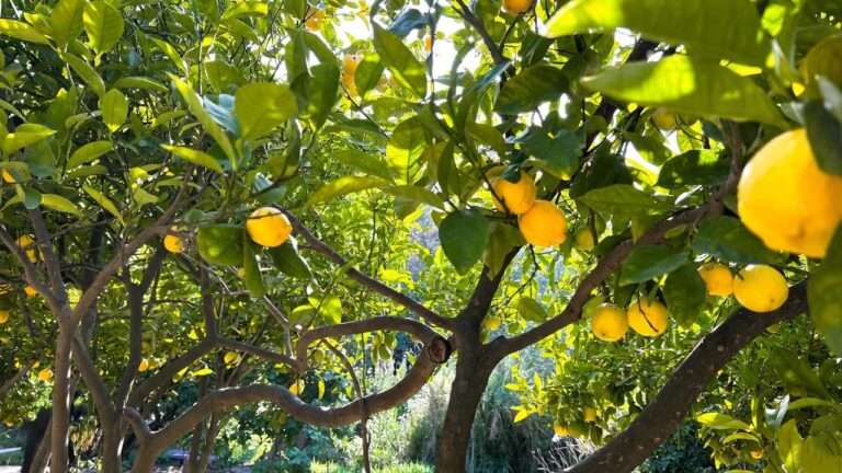 Lemon and Lime Tree Care: Healthy Growth Guide