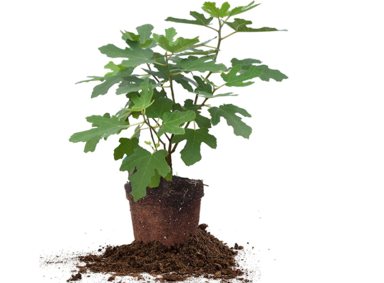 Best Trees for Sandy Soil: Top 10 2025 Picks