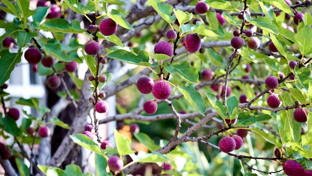 LSU Purple Fig Tree Care: Grow Vibrant Figs at Home