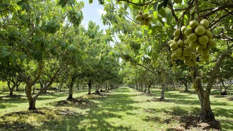 Grow Thriving Macadamia Nut Trees: Top Care Tips