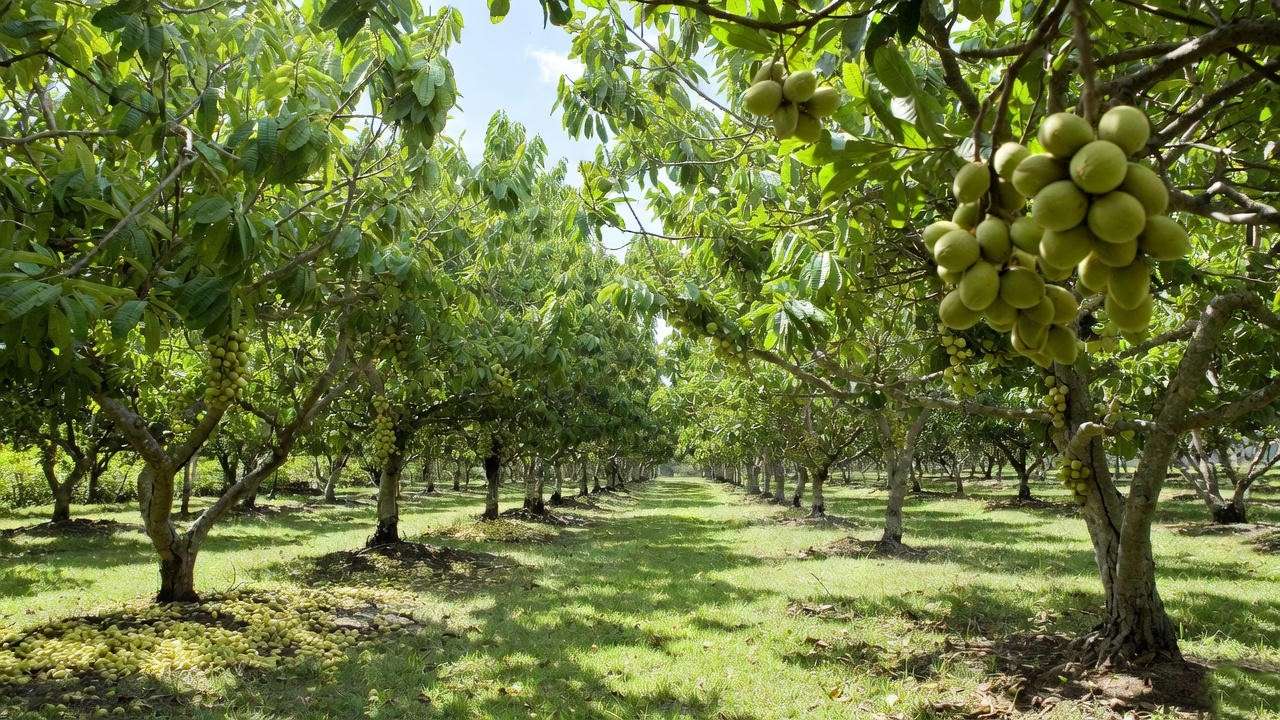 Grow Thriving Macadamia Nut Trees: Top Care Tips