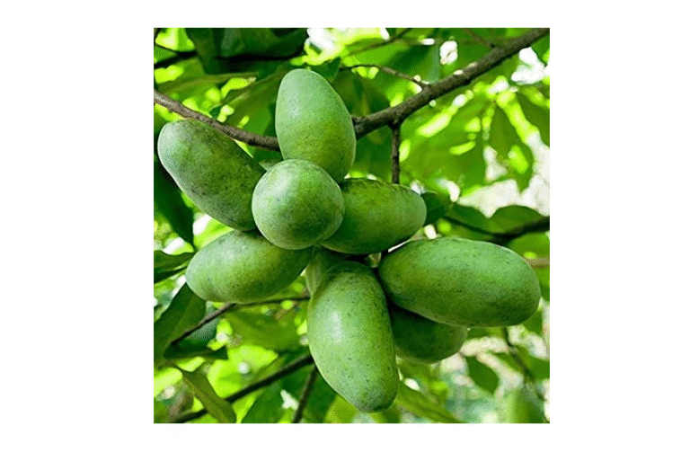 Best Fruit Trees to Grow in Tennessee 2025