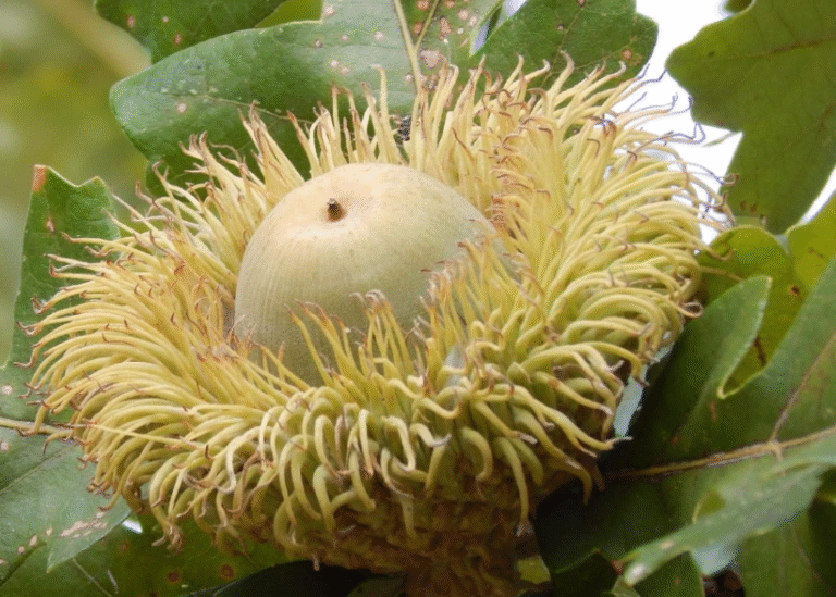 Top 10 Best Oak Trees to Plant for Shade & Wildlife 2025