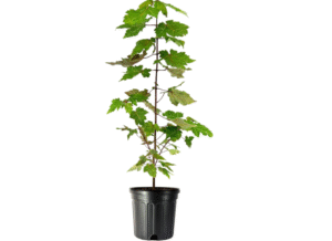 Best Trees for Sandy Soil: Top 10 2025 Picks