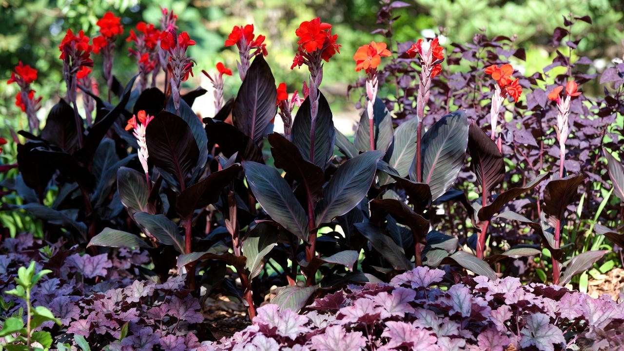 15 Stunning Burgundy Plants for Dramatic Foliage 2025