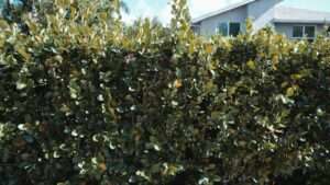 15 Best Florida Hedge Plants for Privacy & Heat Tolerance