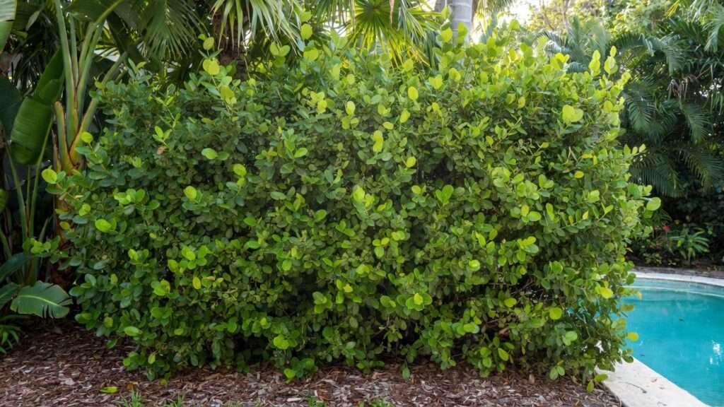 15 Best Florida Hedge Plants for Privacy & Heat Tolerance