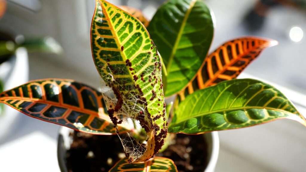 Croton Petra Plants: Care Guide for Vibrant Colors Year-Round