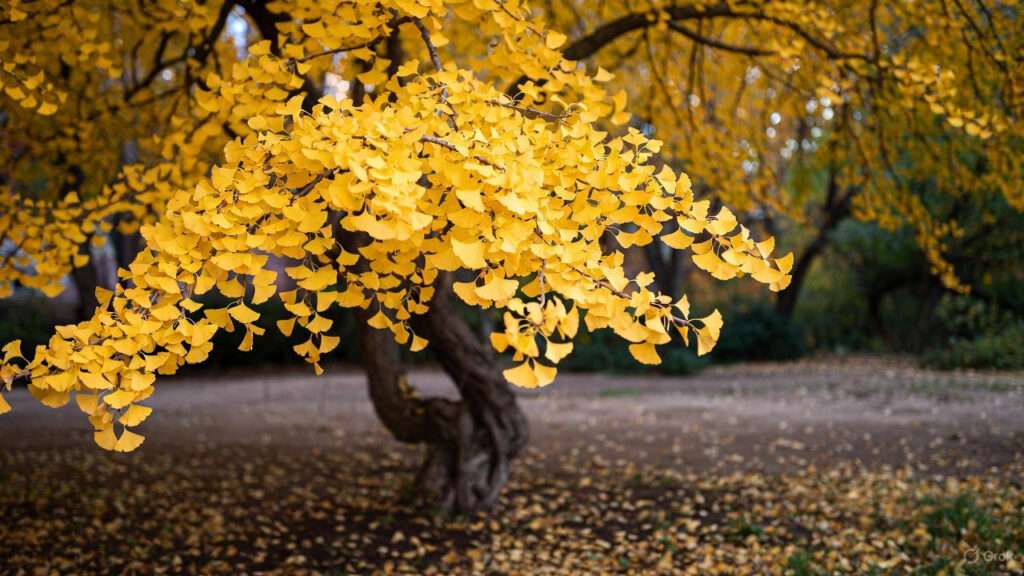 15 Best Trees with Small Leaves for Small Yards 2025