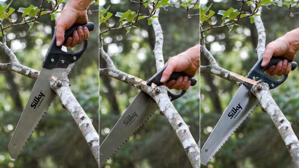 Cutting Back Oak Trees: 2025 Expert Pruning Guide