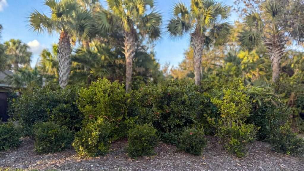 15 Best Florida Hedge Plants for Privacy & Heat Tolerance