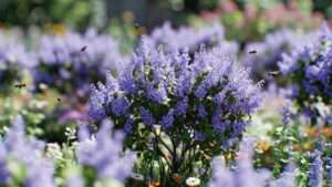 Miss Kim Lilac Tree Care: Grow Stunning Blooms