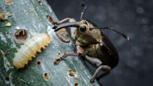 Yucca Elata Plant: Complete Soaptree Yucca Care Guide