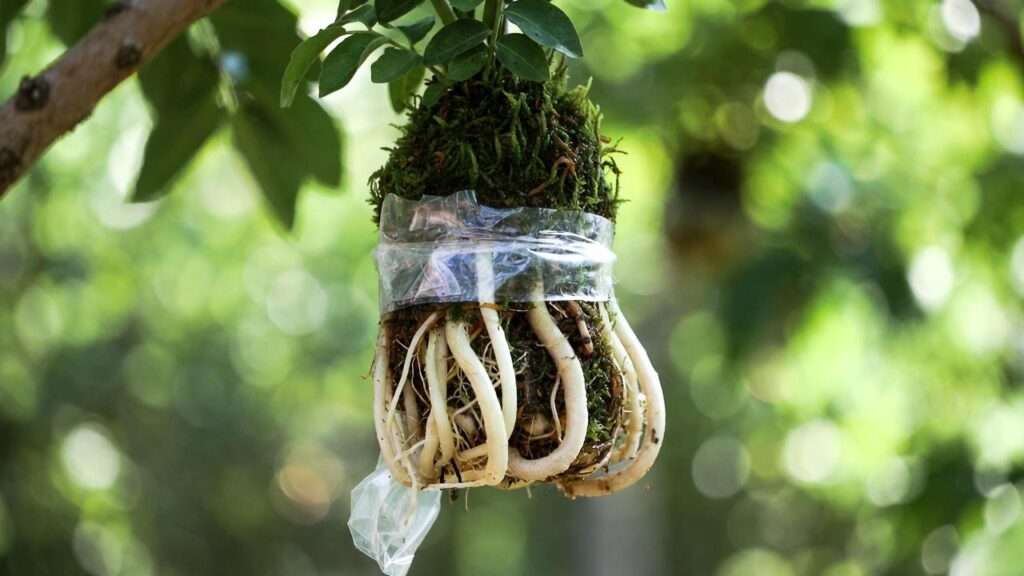 Grow & Care for Curry Trees: Beginner Guide 2025