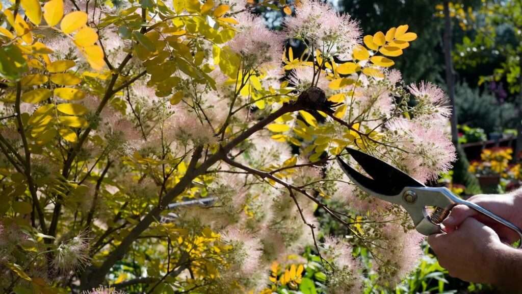 Golden Spirit Smoke Tree Care: 7 Tips to Thrive