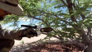 Arizona Ash Trees: Care Tips to Prevent Decline