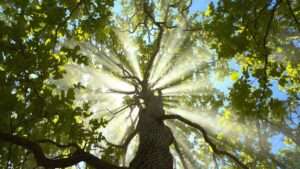 Fastest Growing Oak Tree Varieties in 2025 (Top 7 Ranked)