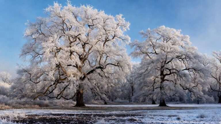 Cutting Back Oak Trees: 2025 Expert Pruning Guide