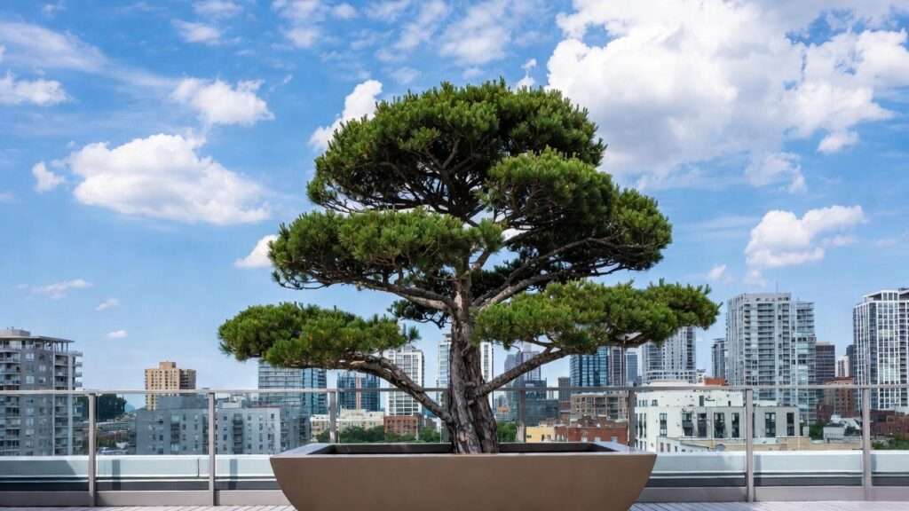 Thunderhead Pine Tree: Complete 2025 Care Guide