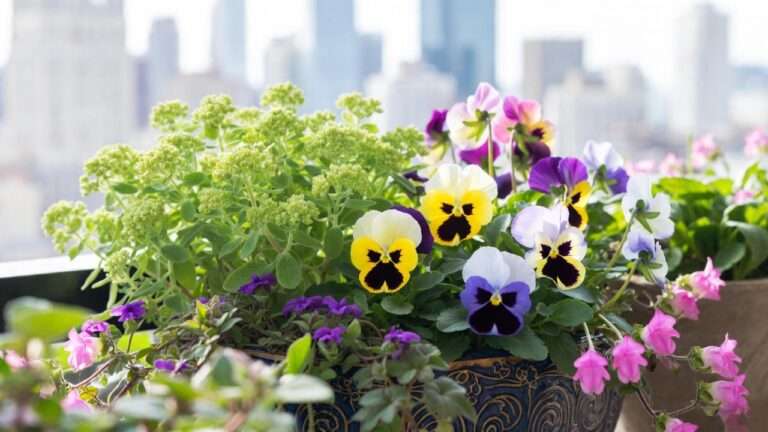 Top 10 Shallow Rooted Plants for Small Gardens in 2025