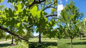 Pollen Oak Trees: Allergy Relief & Tree Care Tips
