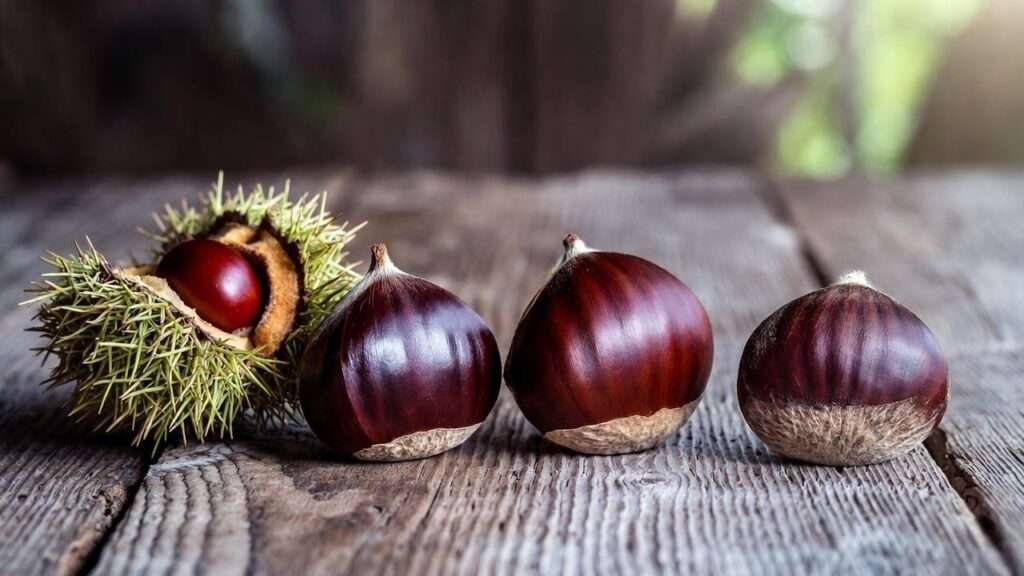 Grow Trees from Chestnut Seeds for Planting 2026 Guide