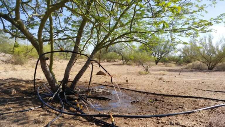Arizona Ash Trees: Care Tips to Prevent Decline